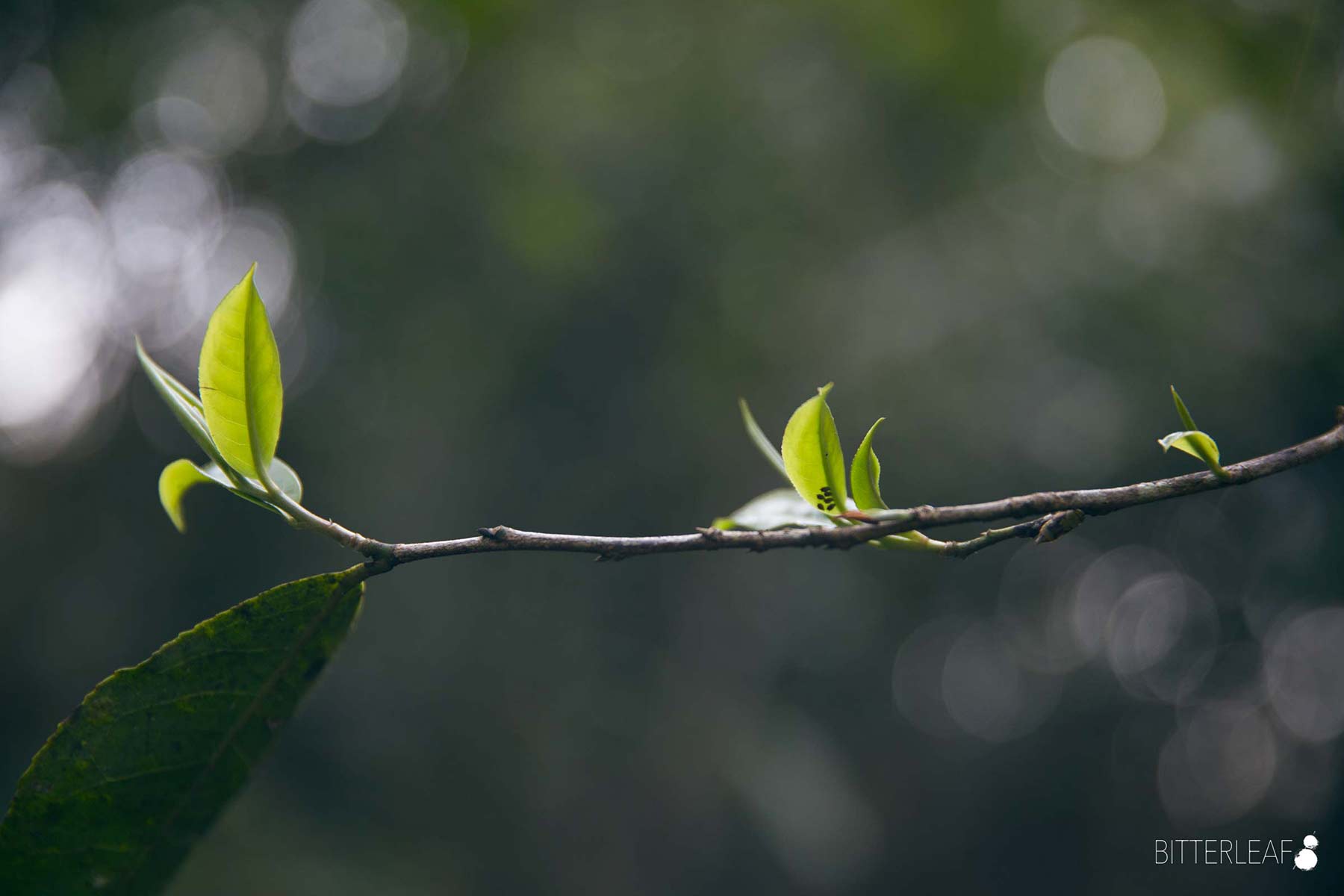 The Differences Between Spring And Fall Puer | BITTERLEAF TEAS