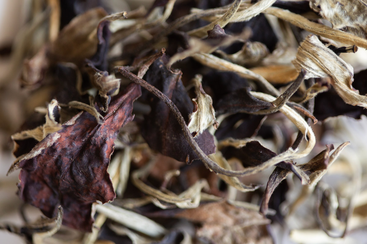 My Fair Lady 2024 Spring Simao Organic Shoumei White Tea | BITTERLEAF TEAS