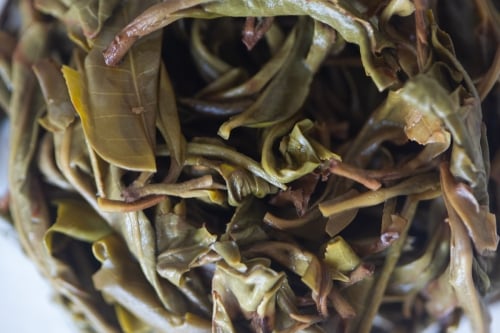 Underdog 2025 Spring Bulang Raw Puer | BITTERLEAF TEAS